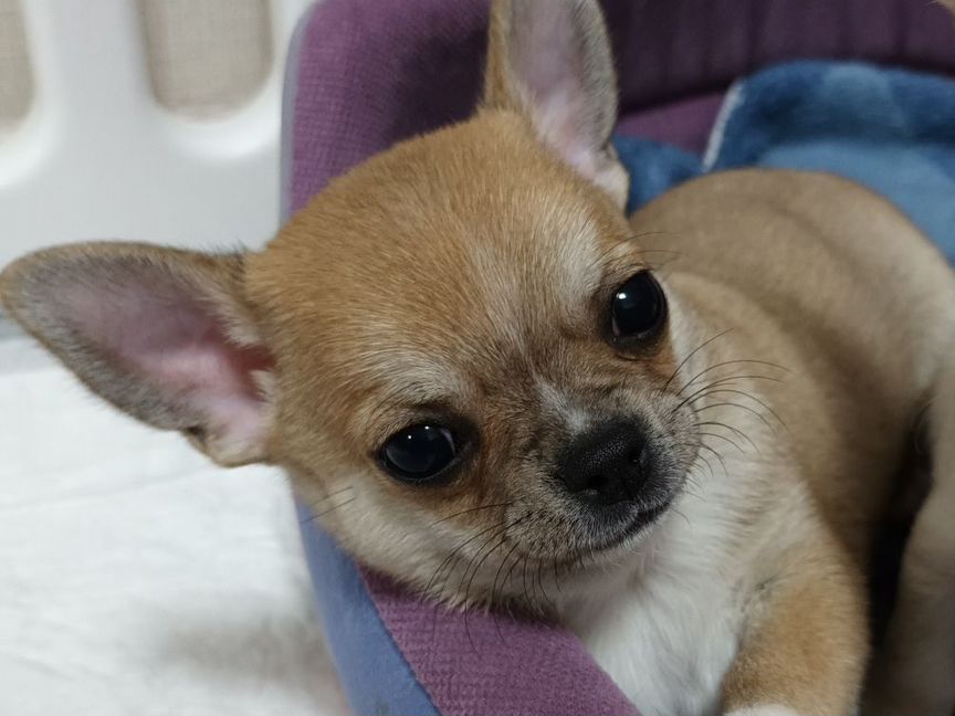 Шикарный щенок чихуахуа с РКФ