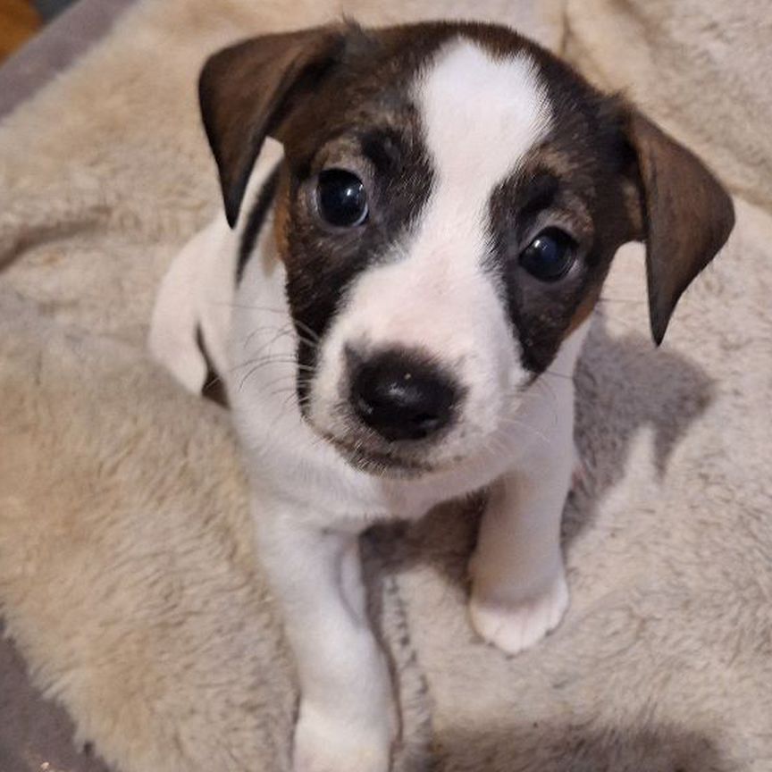 Джек-рассел-терьер, щенок