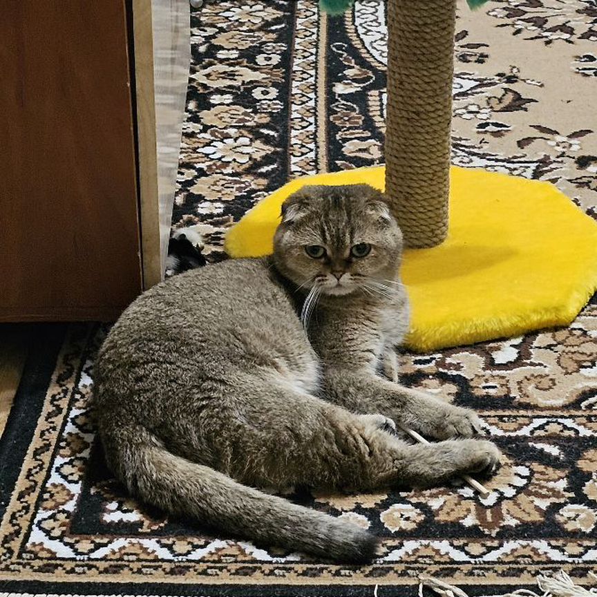 Отдам кошку в добрые руки