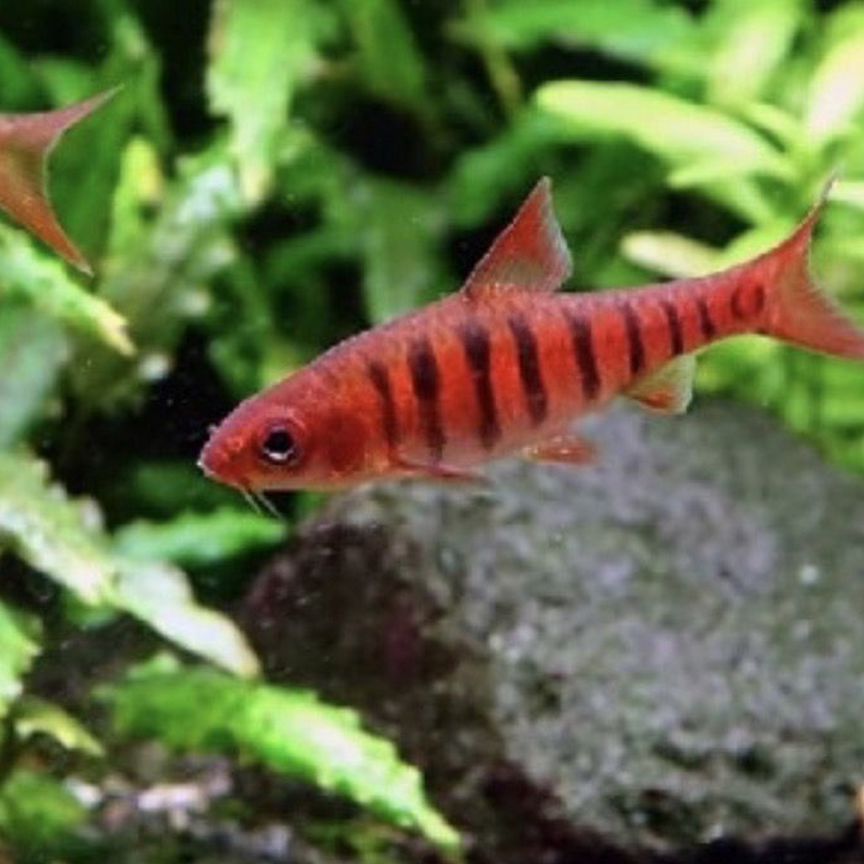 Барбус синештриховый