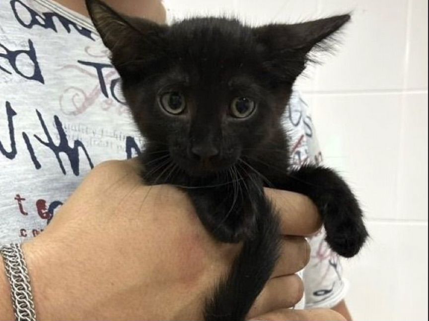 Черный котенок с необычной мордочкой в добрые руки