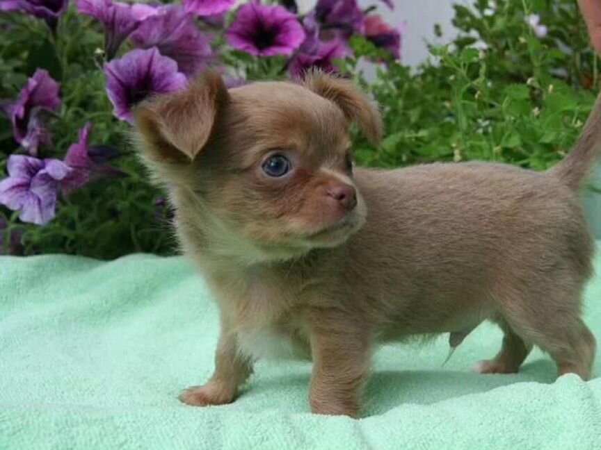 Щенки чихуахуа