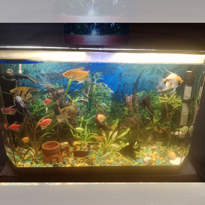 Аквариумные рыбки