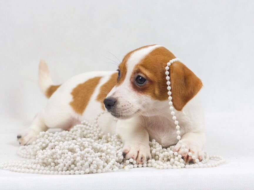 Джек Рассел терьер Машьчики и Девочки