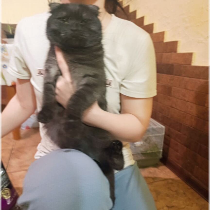 Шотландская вислоухая кошка на вязку