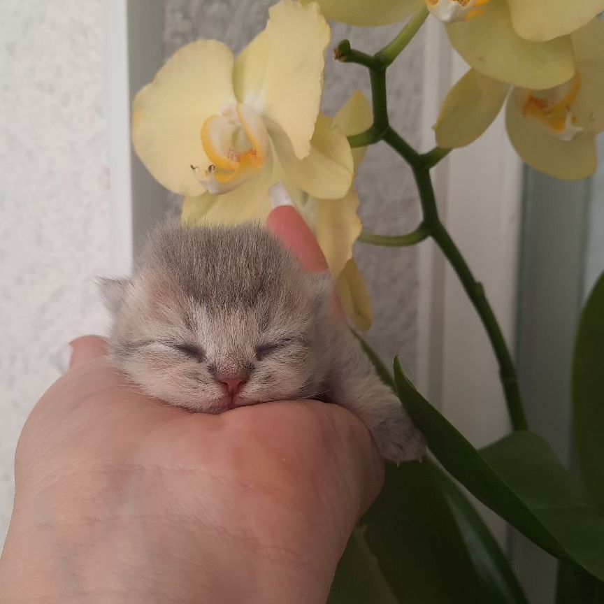 Манчкин