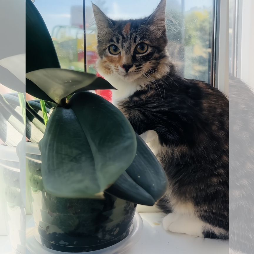 Кошечка