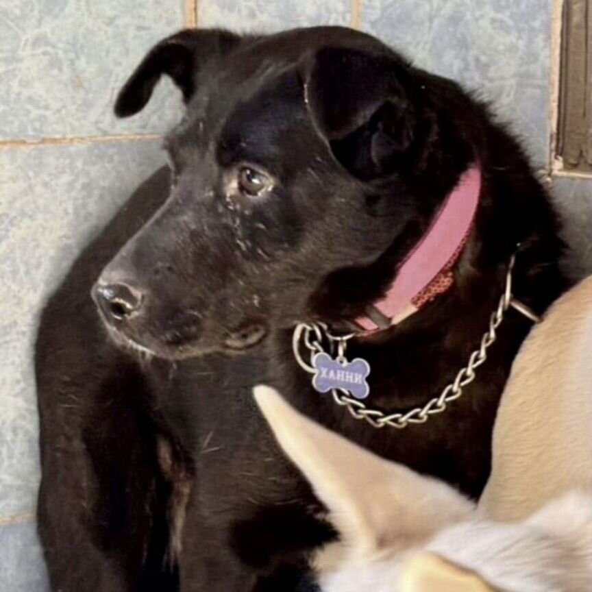 Собака в добрые руки девочка