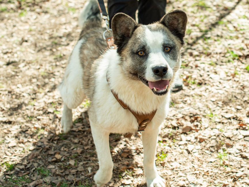 Собака из приюта в поисках дома