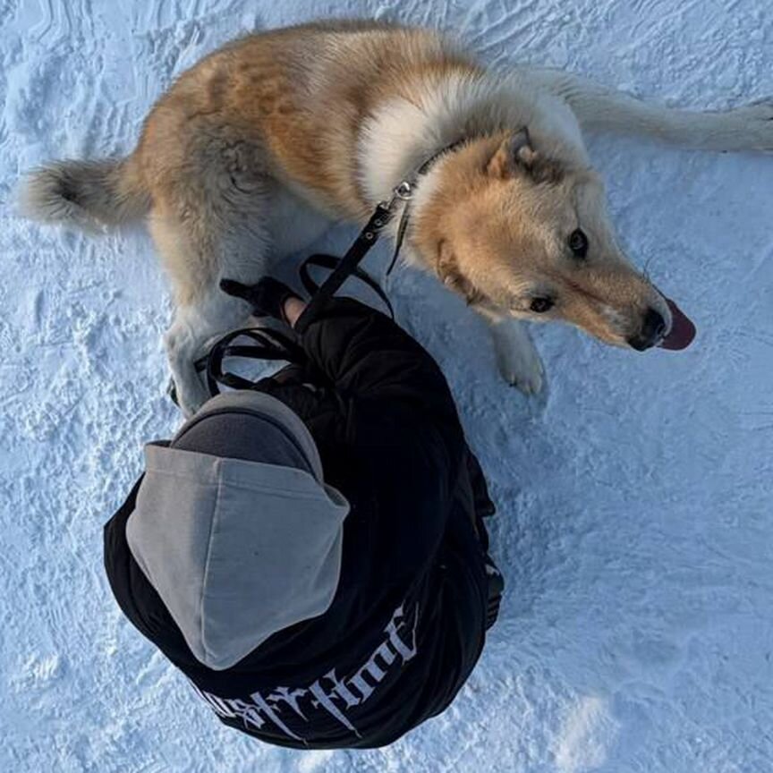 Взрослый пёс в добрые руки