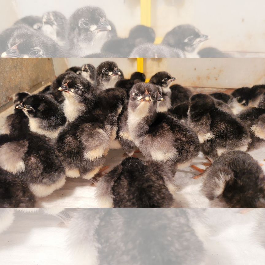 Цыплята джерсийский гигант