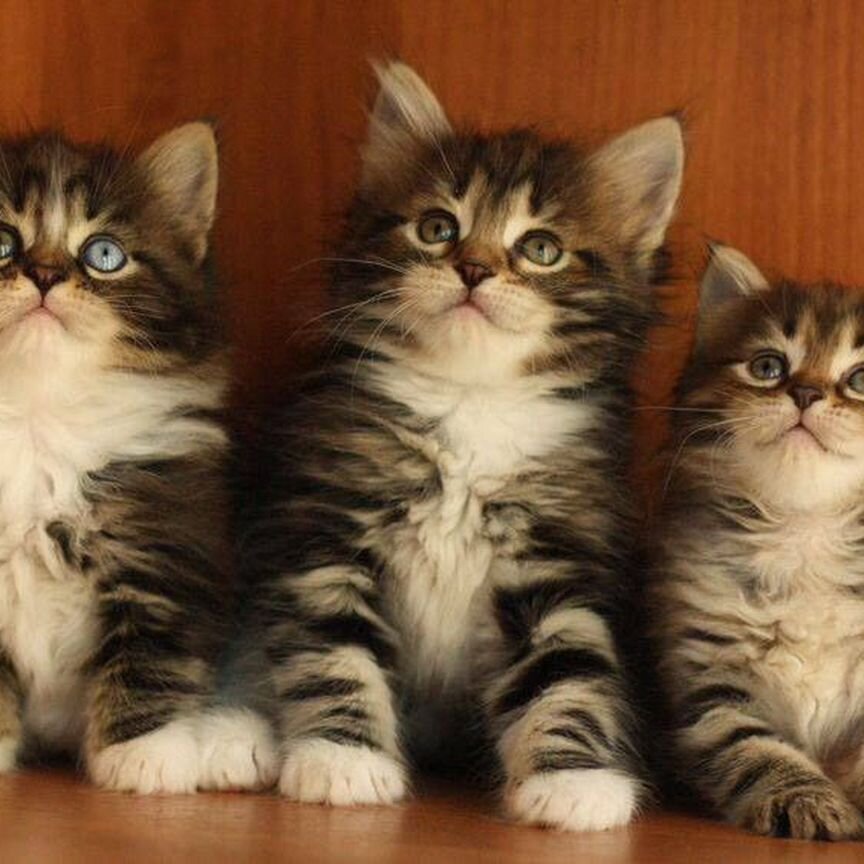 Сибирские котята