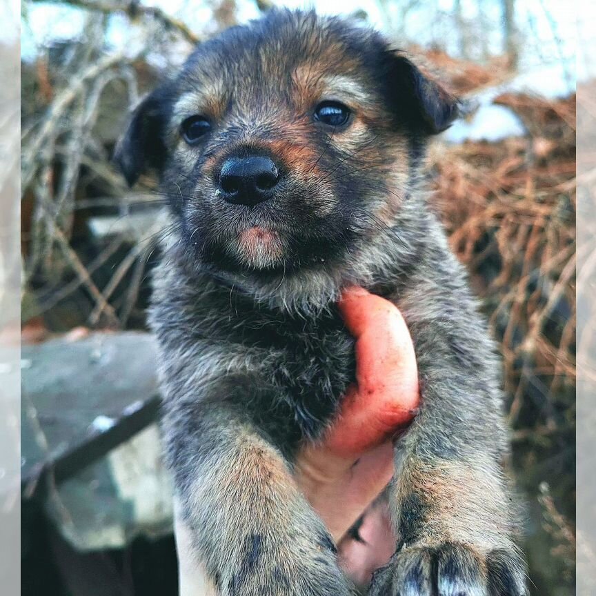 Милые малыши в поисках дома