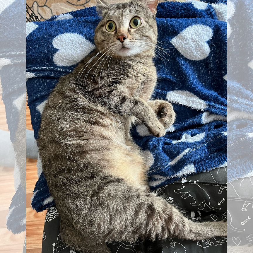 Европейский короткошёрстный, взрослый кот