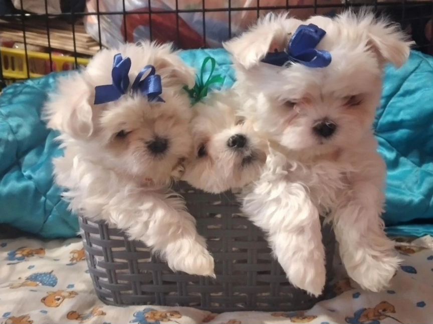 Мальтезе кобель 2 мес