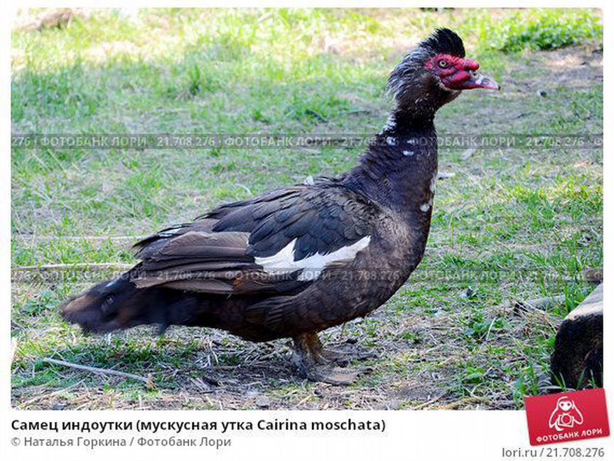 Мускусные утки