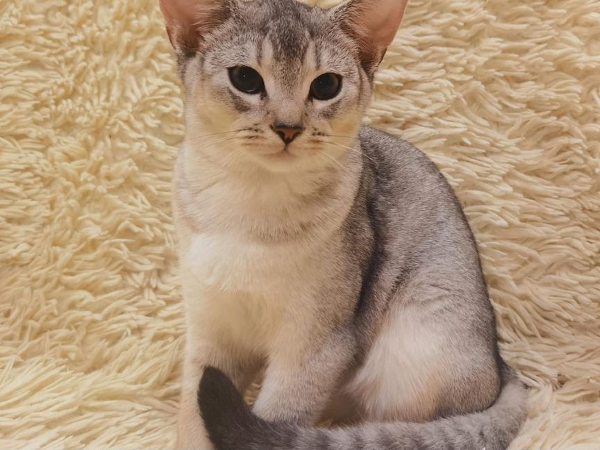 Абиссинский мальчик