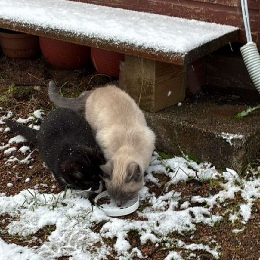 Сиамский котёнок