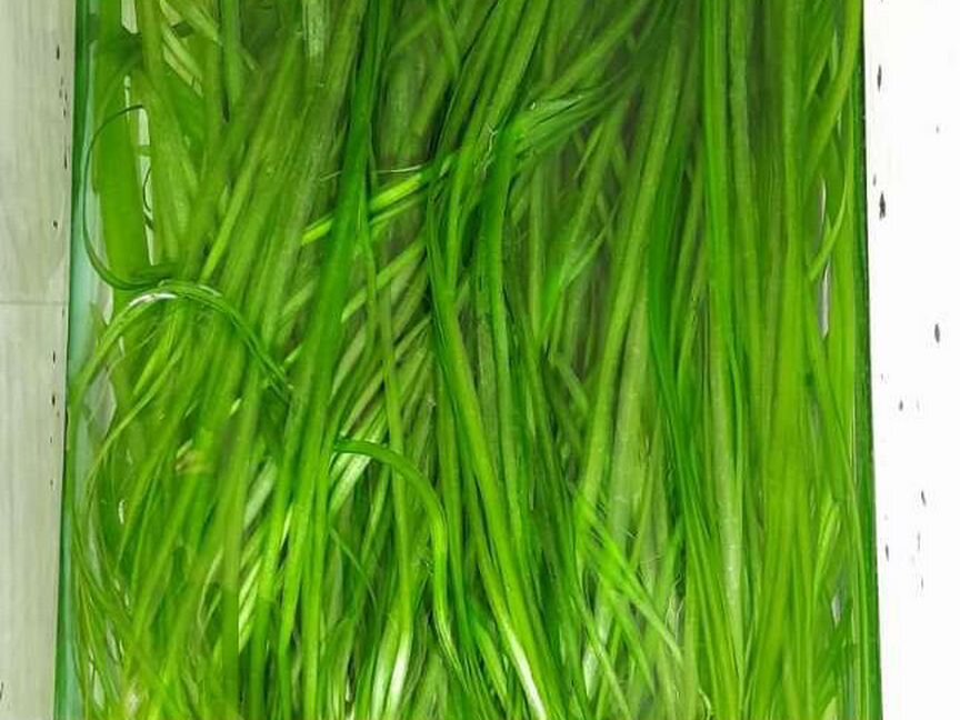 Валиснерия