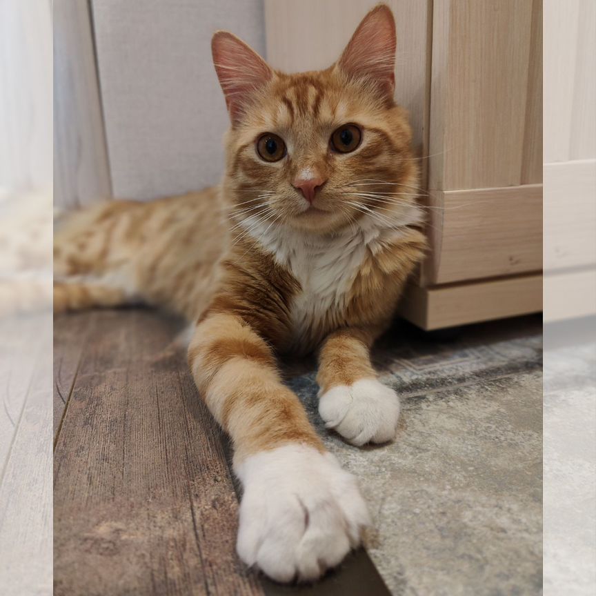 Котята в добрые руки приучены к лотку