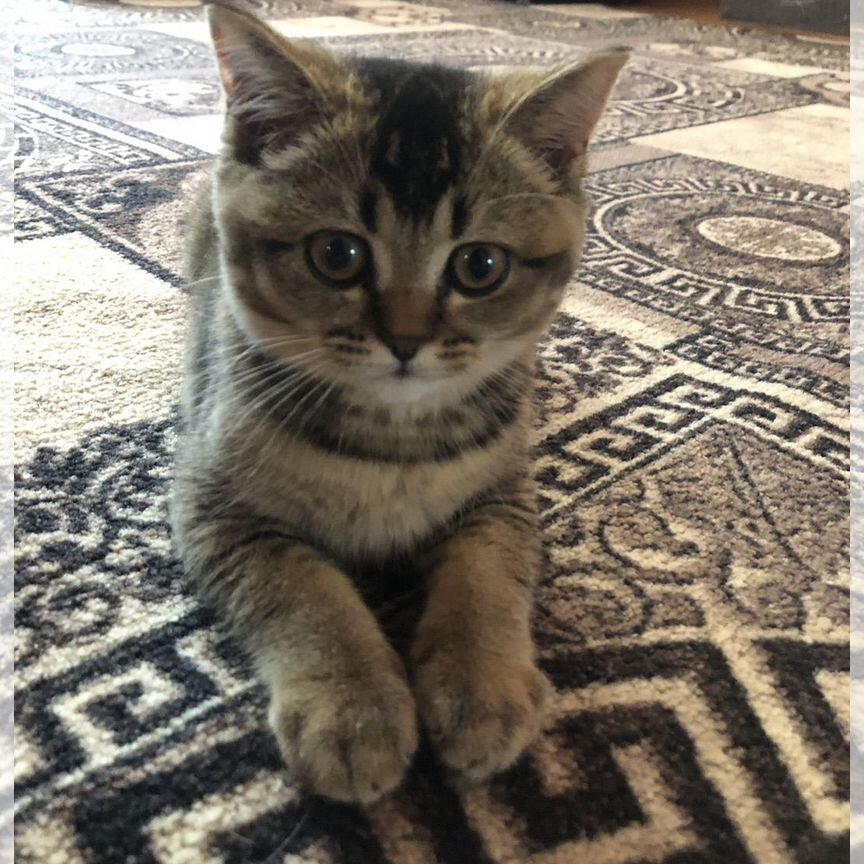 Британская кошка