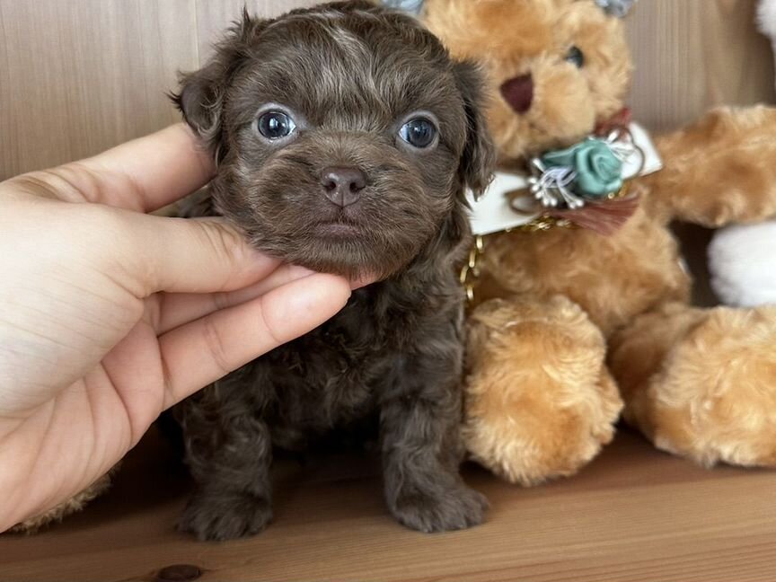 Лиловый мальчик мальтипу