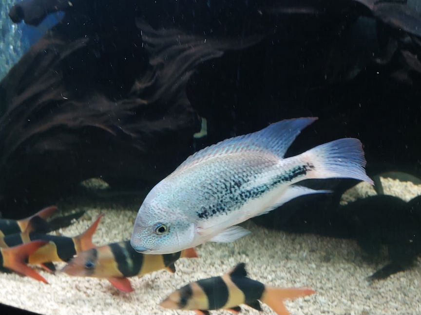 Продам цихлазому