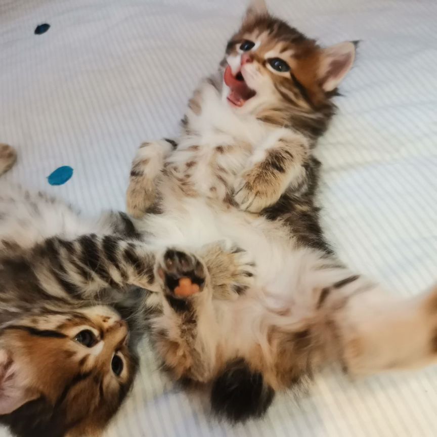 Котик курильского ботейла