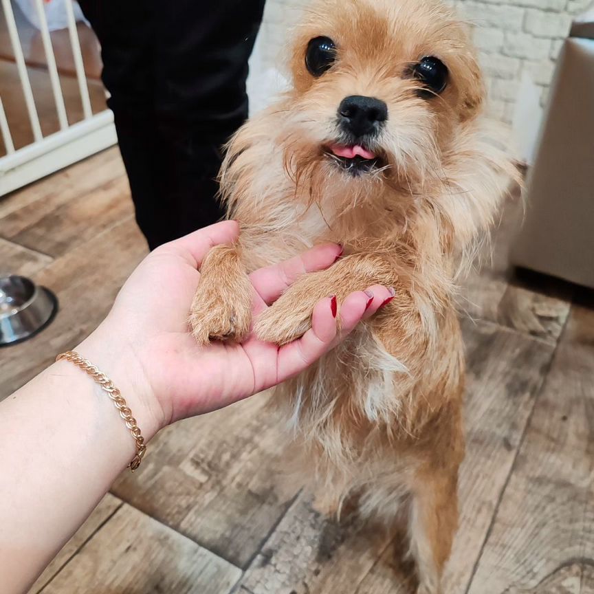 Собака в добрые руки отдам бесплатно