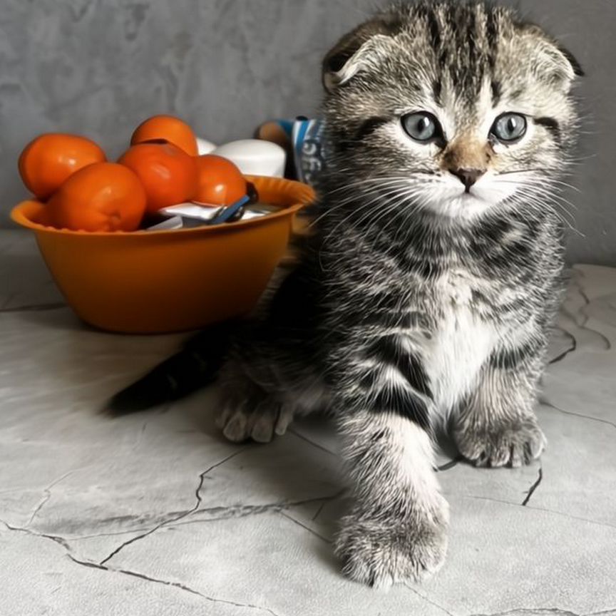 Шотландский вислоухий короткошёрстный котёнок