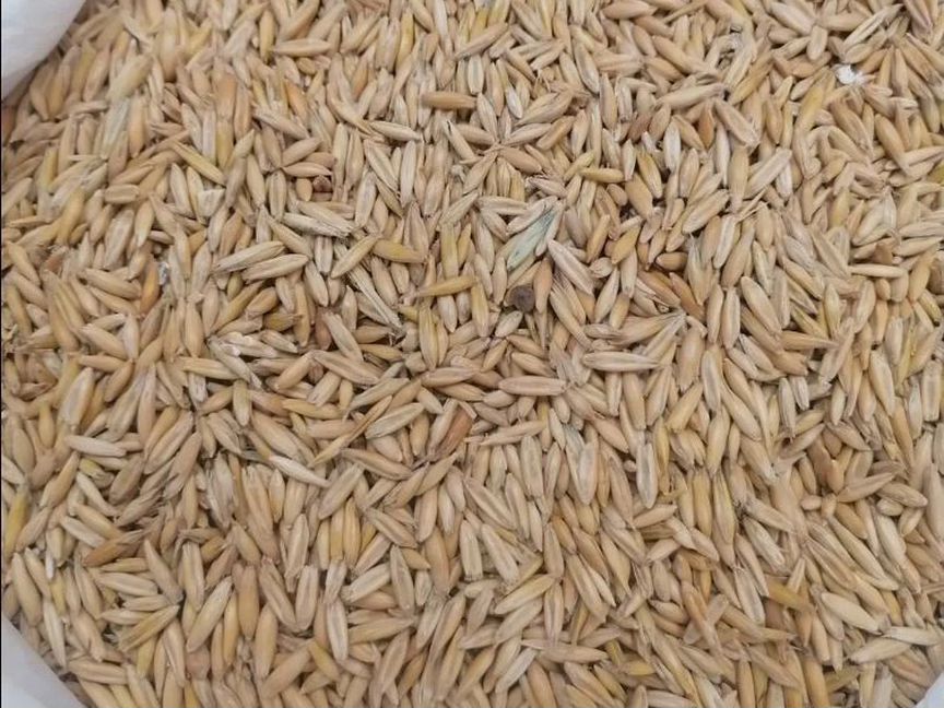 Соя, Соя на корм