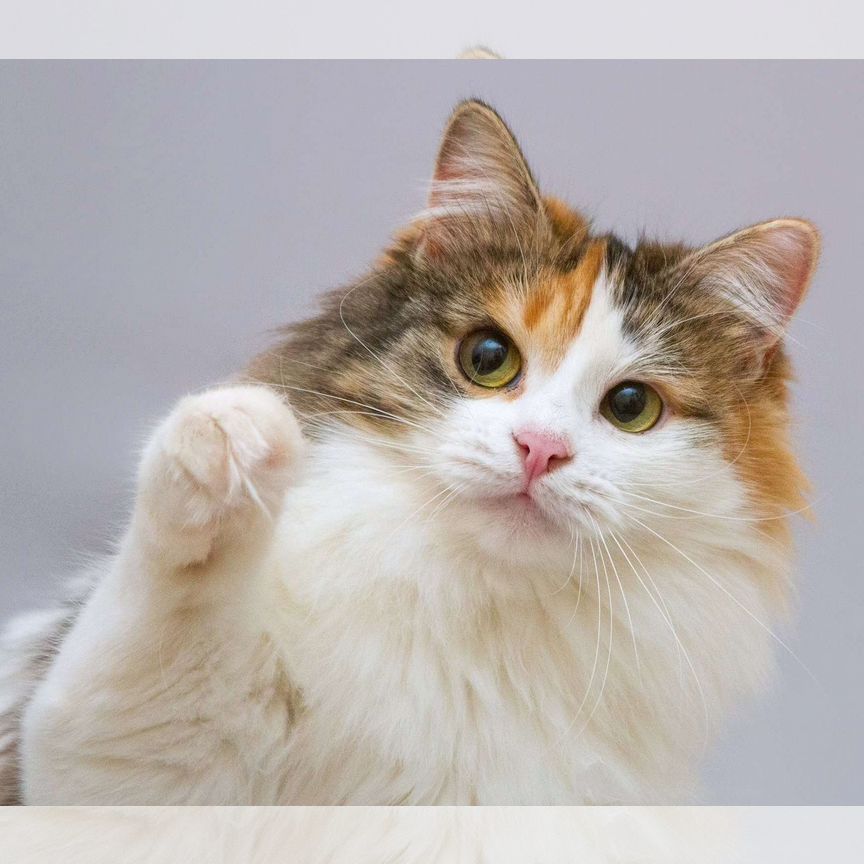 Сибирская, взрослая кошка