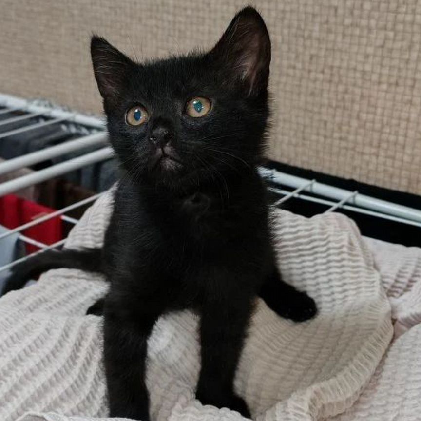 Сибирский котёнок