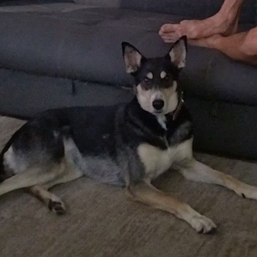 Отдам собаку в добрые руки