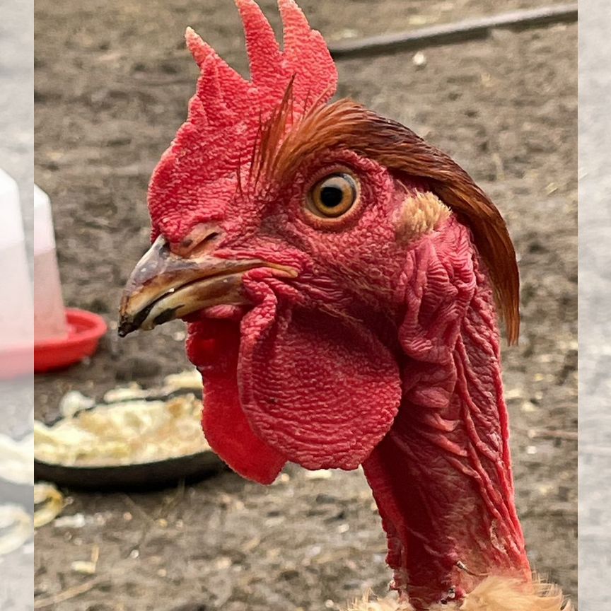 Молодые петухи голошейки