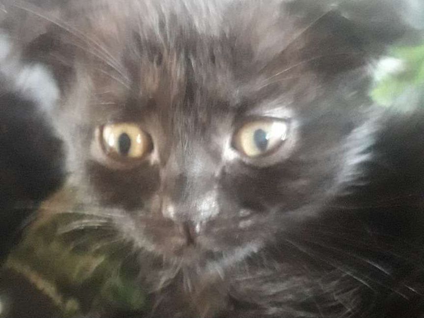 Кошка