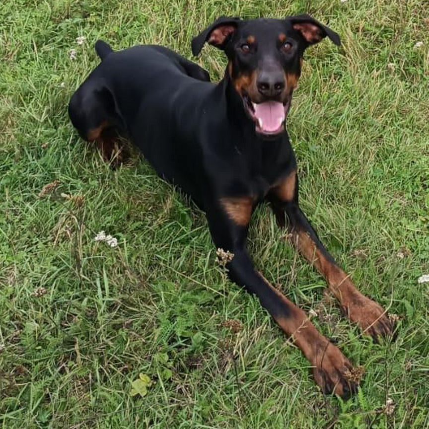 Доберман, взрослый пёс