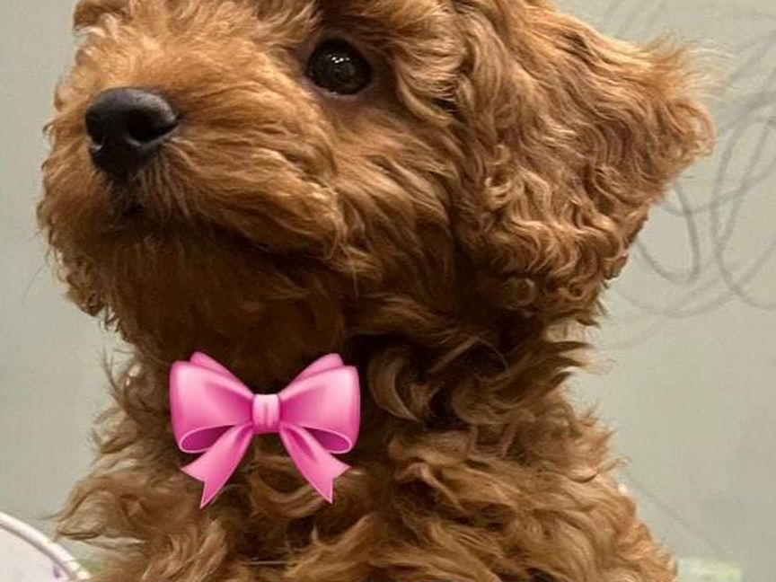 Пудель детка