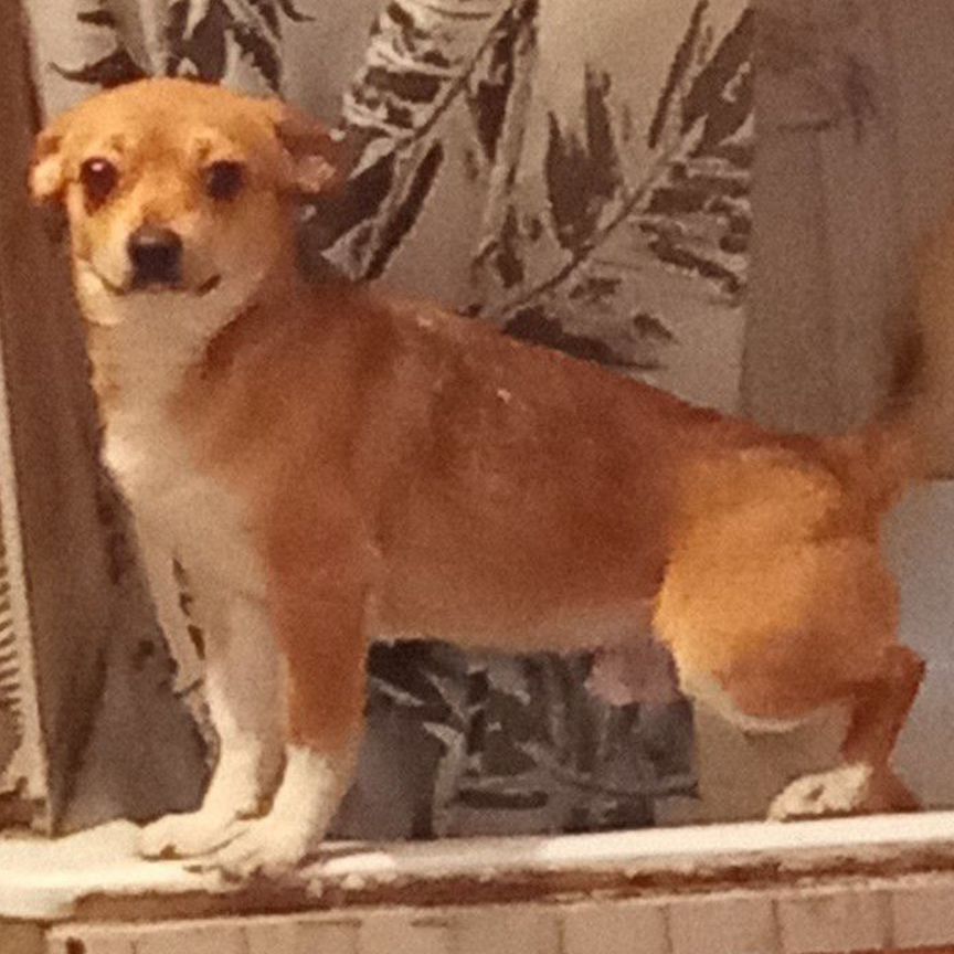 Русский той-терьер, взрослый пёс