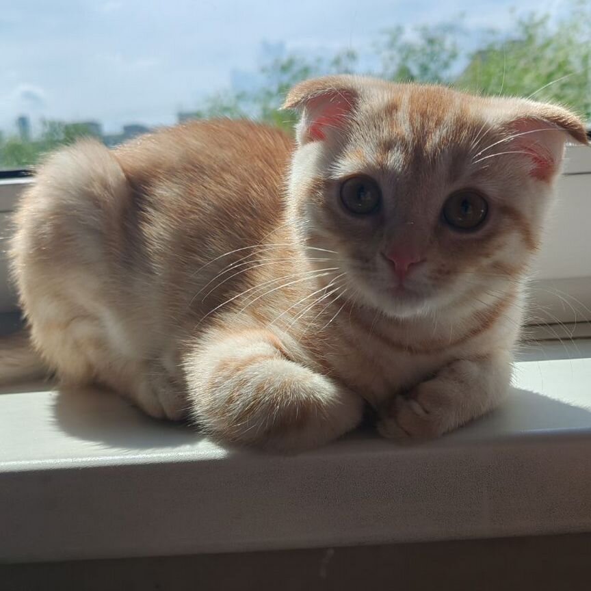 Шотландский вислоухий длинношёрстный котёнок