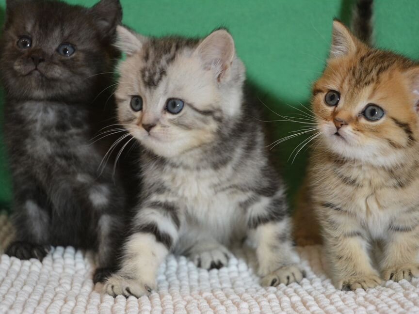 Британцы красивые