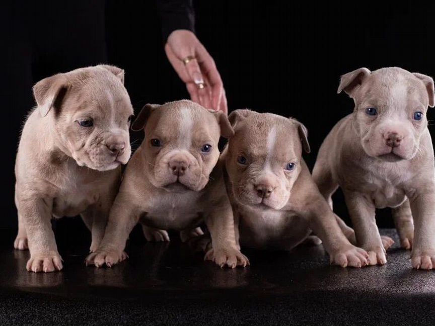 Американский булли мерле