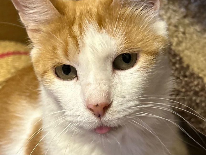 Рыженький мальчик Котя ищет передержку или дом