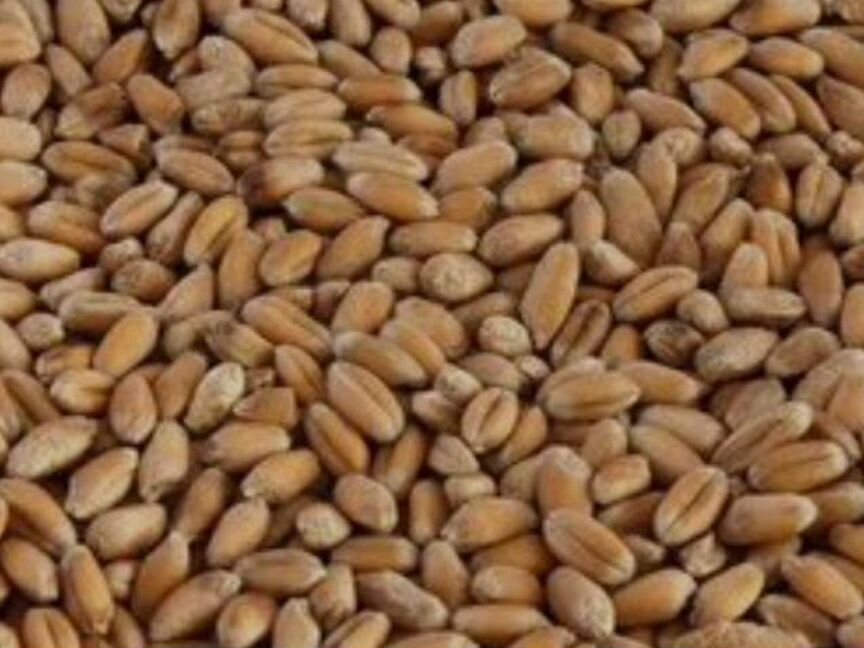 Зерно пшеница ячмень