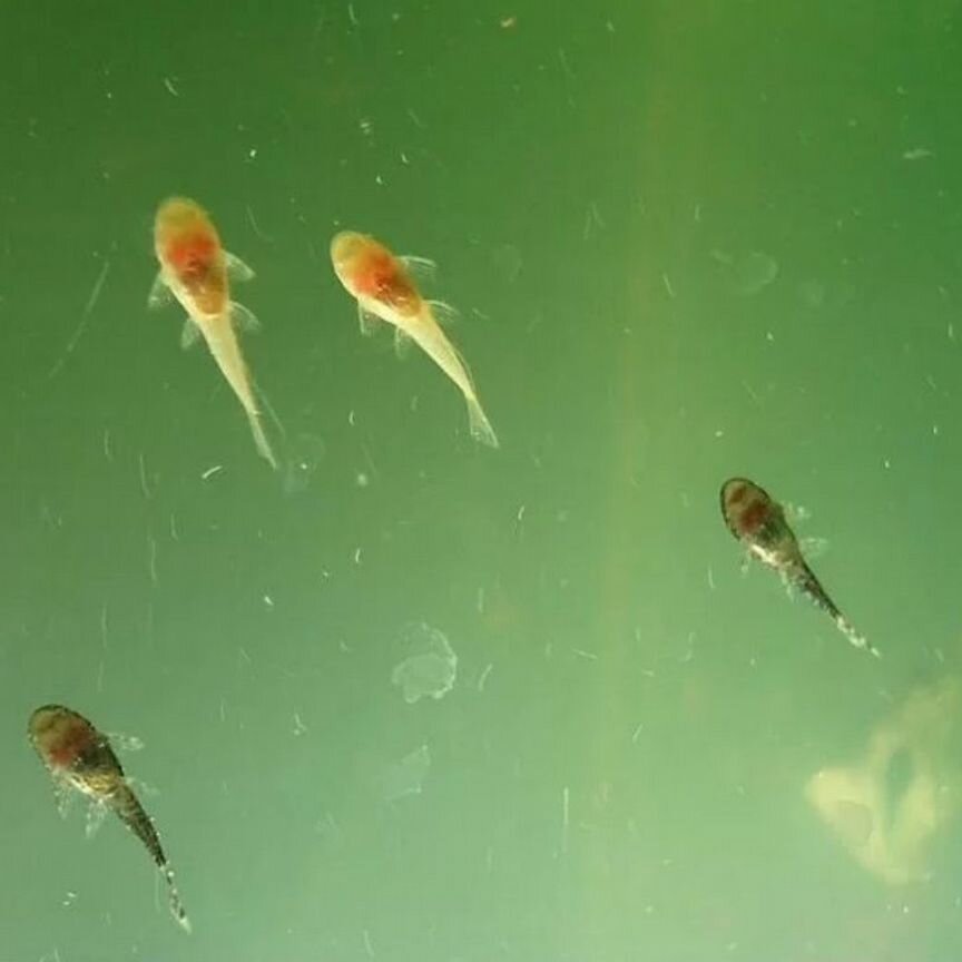 Мальки сомика анциструса