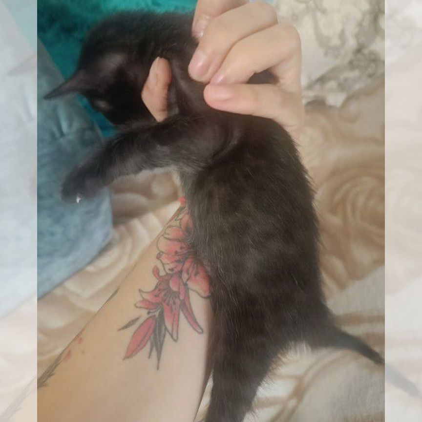 Бенгальские котята Меланистик