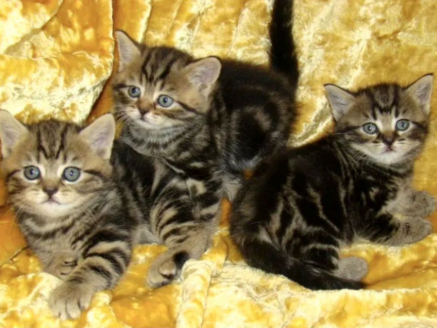 Плюшки) Мрамор на Золоте