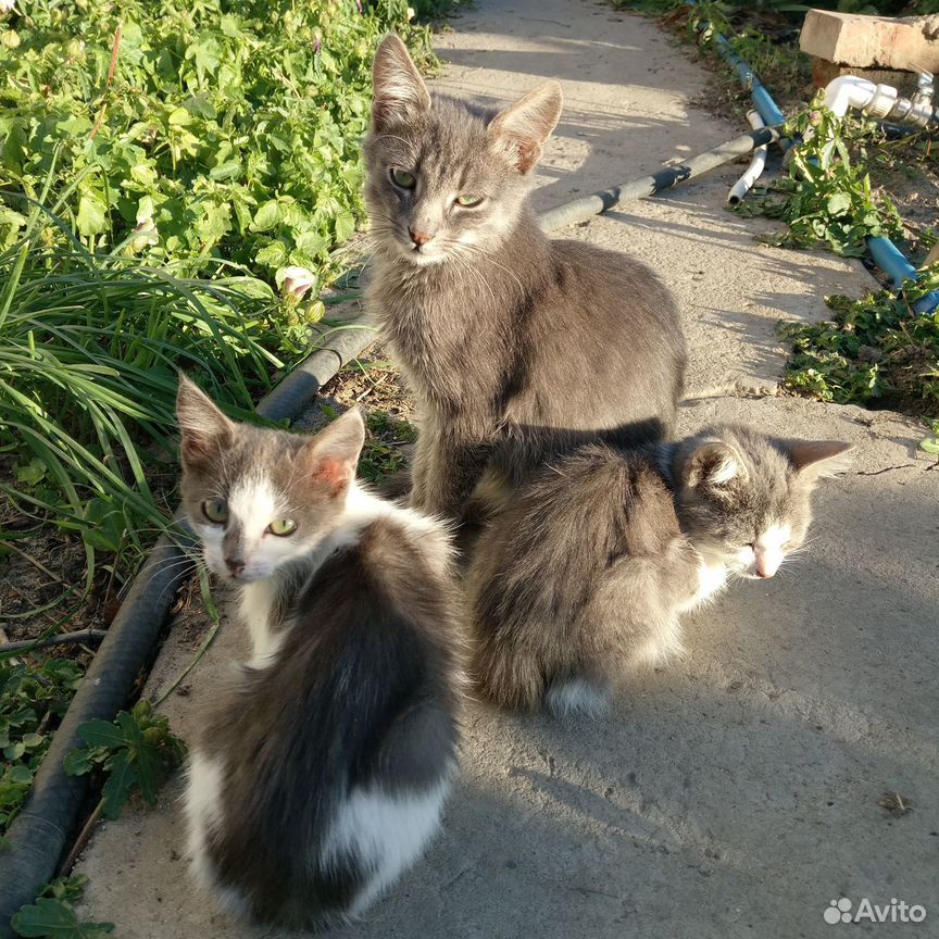 Отдам котят в добрые руки