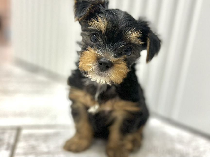 Йоркширский терьер