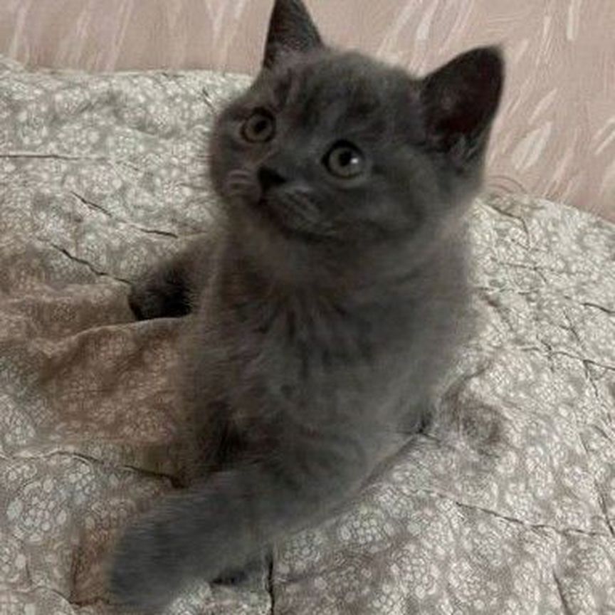 Британский люкс котик